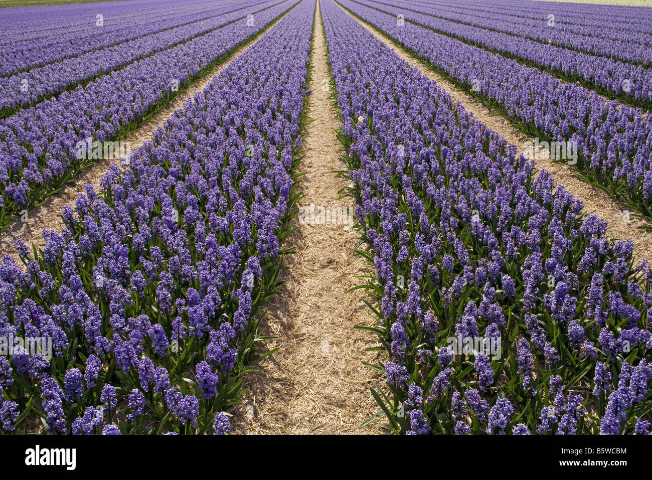 field of hyacinths Stock Photo - Alamy