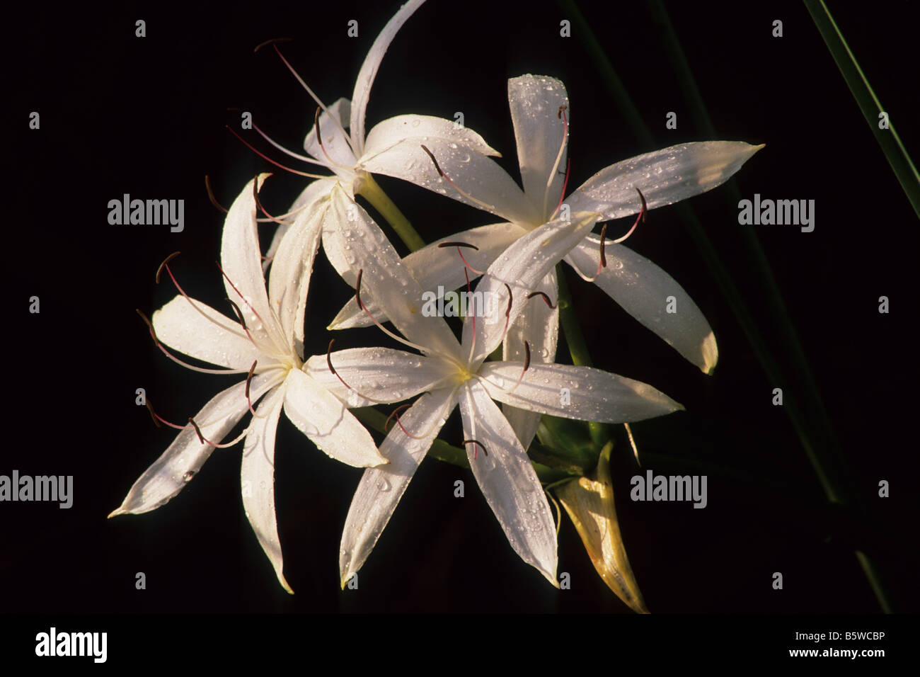 Swamp lily (Crinum americanum Stock Photo - Alamy
