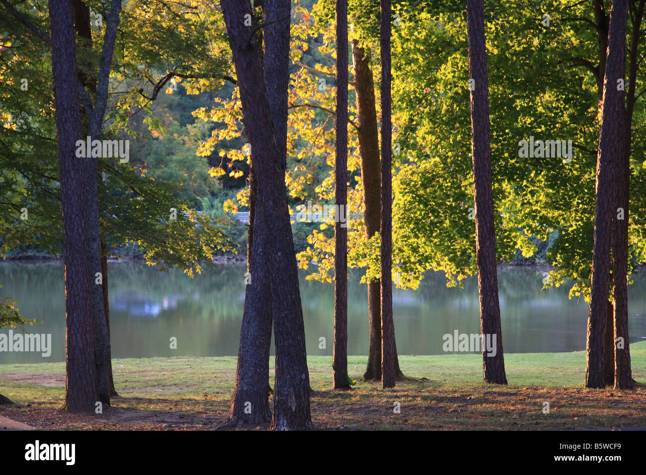 Back lit trees in front of pond in a park Stock Photo - Alamy