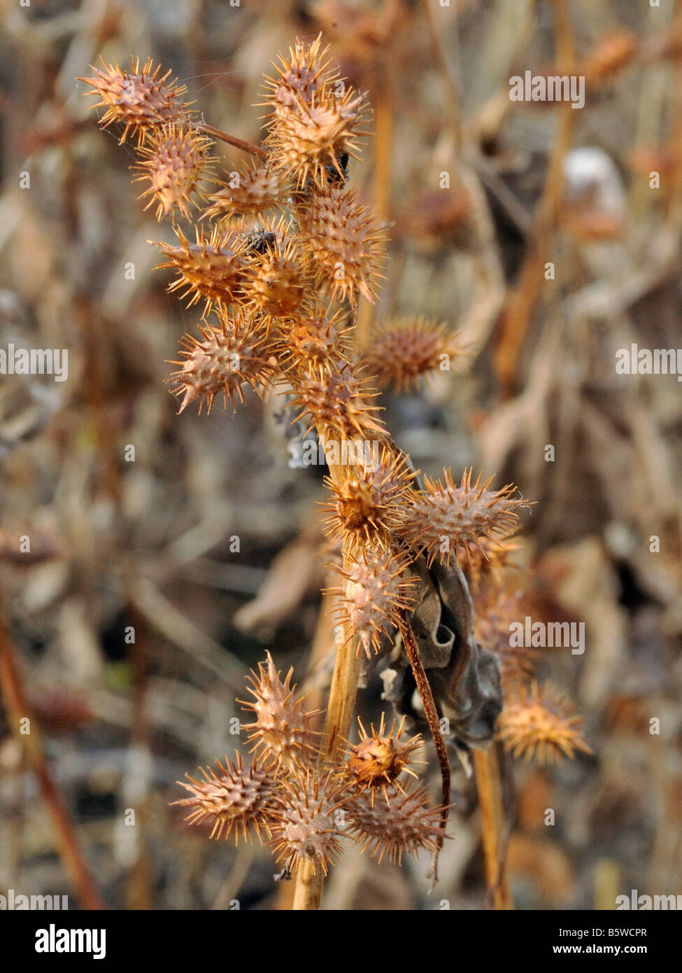 Prickly burr hi-res stock photography and images - Alamy