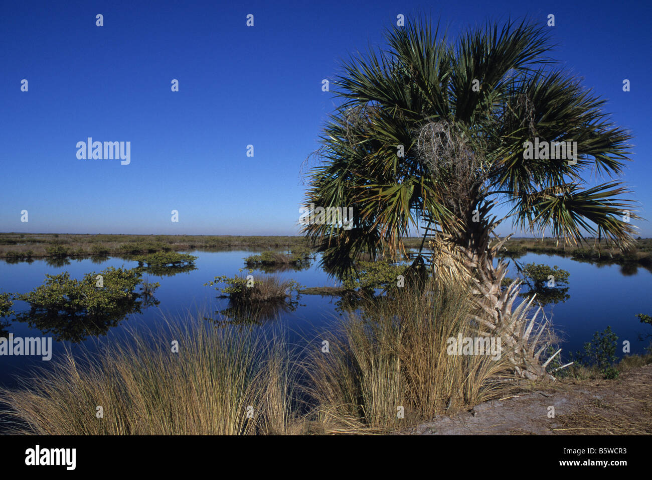 Sabal palm sanctuary hi-res stock photography and images - Alamy
