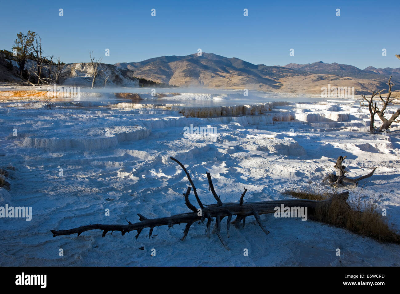 The mammoth hot spring terrace hi-res stock photography and images - Alamy