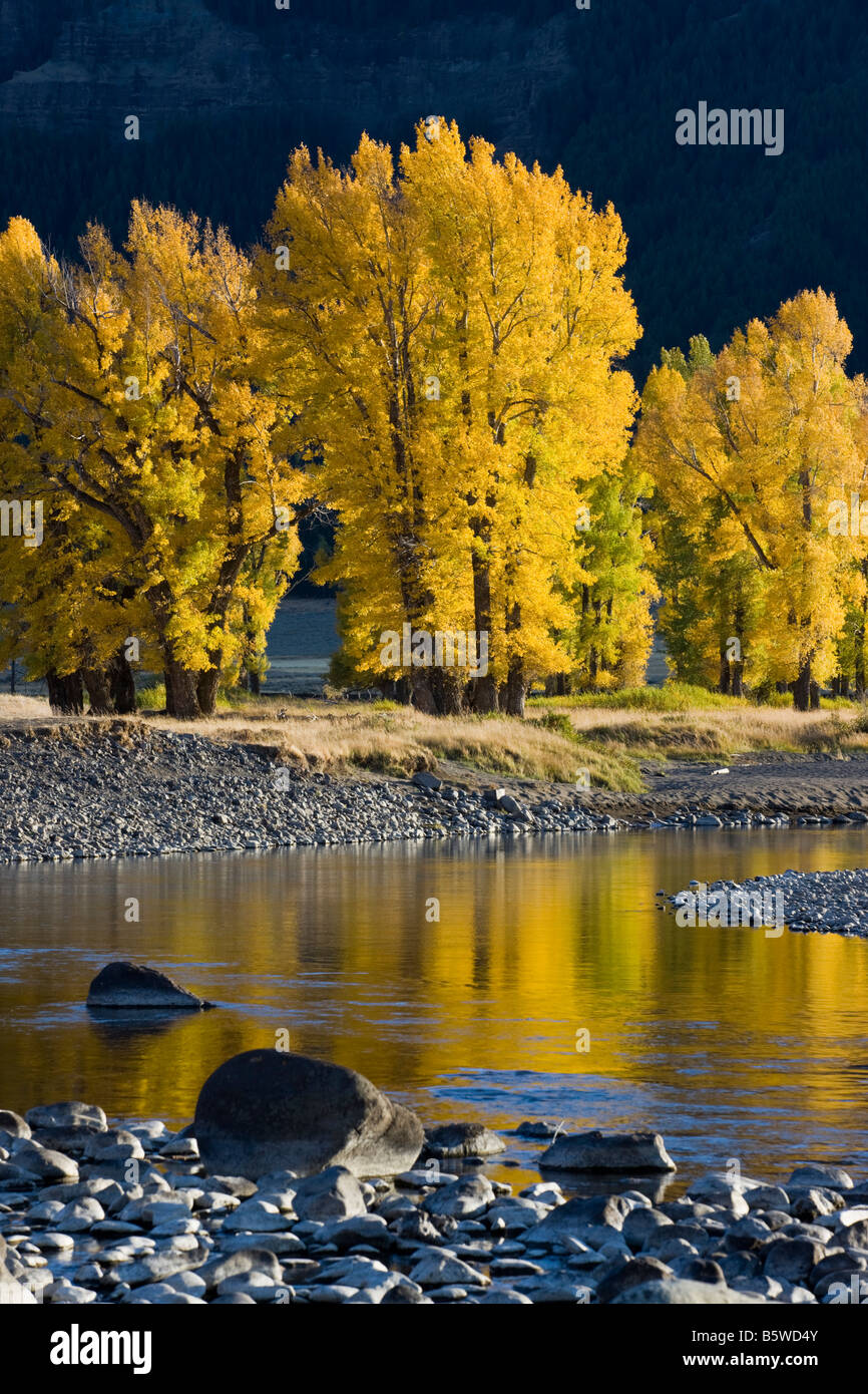 Aspen trees in fall color, Lamar River, Yellowstone National Park ...
