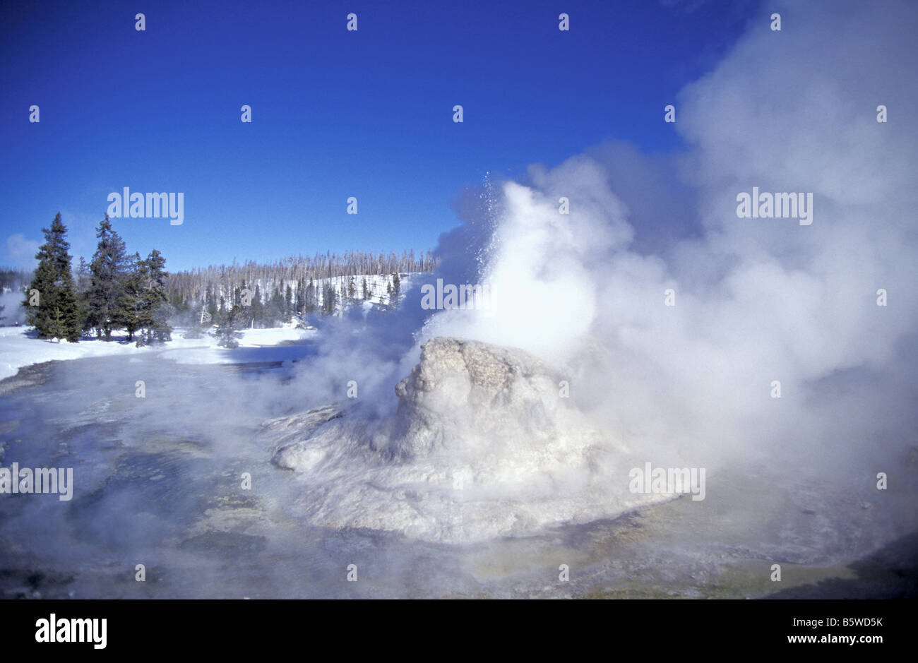 Yellowstone national park - Grotto Geyser Stock Photo - Alamy