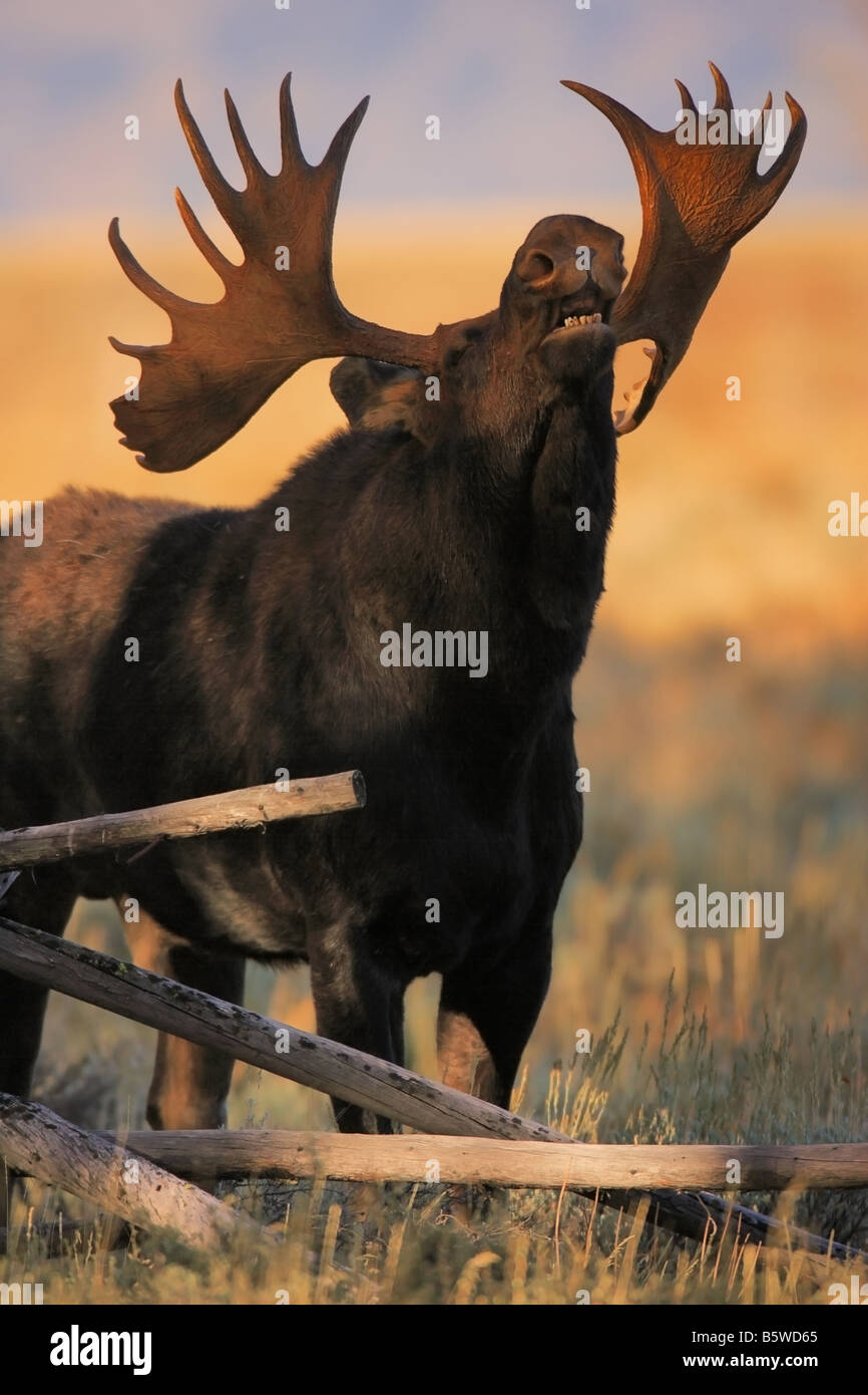 Moose alces alces bull lip curling hi-res stock photography and images ...