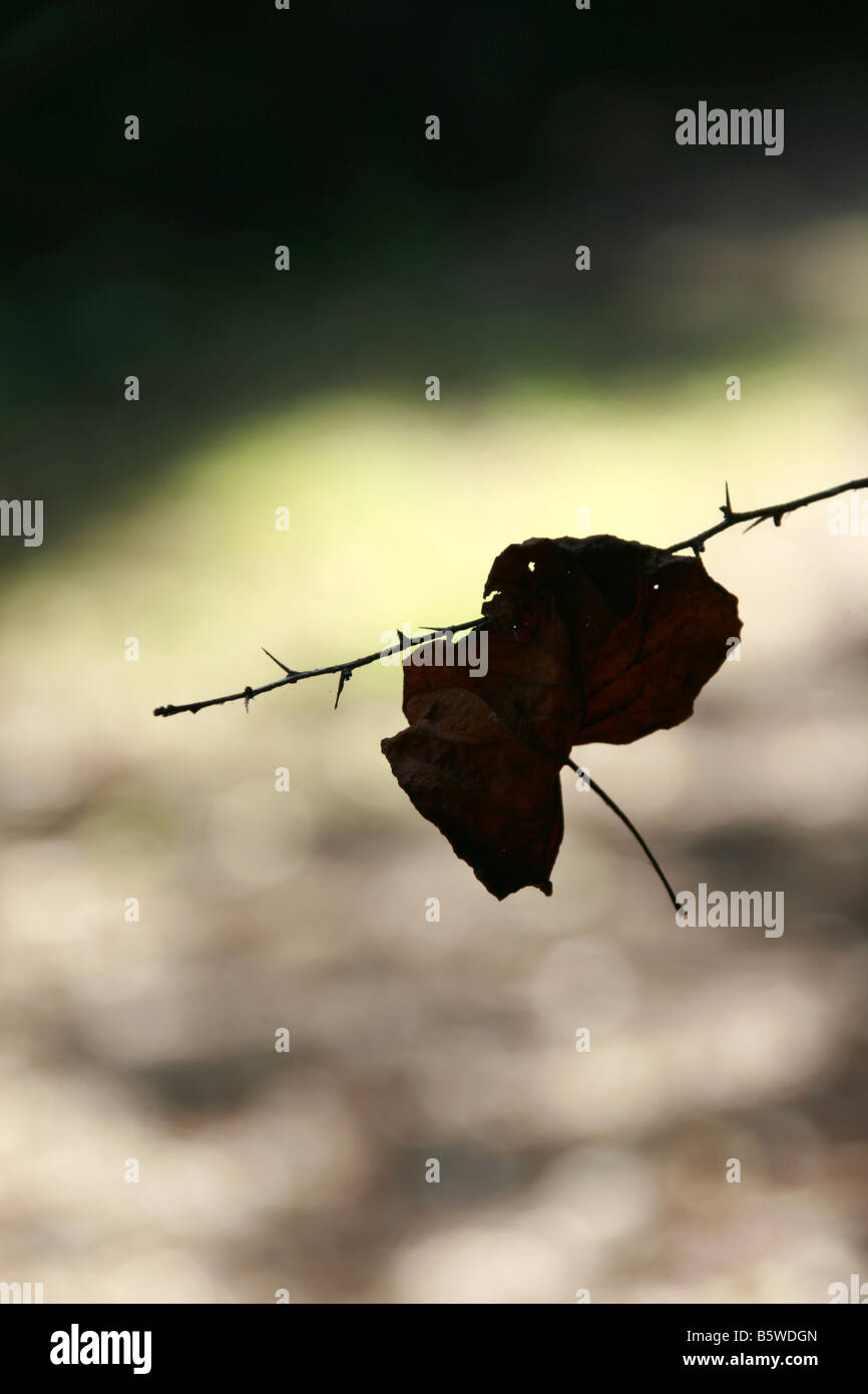 one brown leaf stuck on thorns on bare tree branch Stock Photo - Alamy