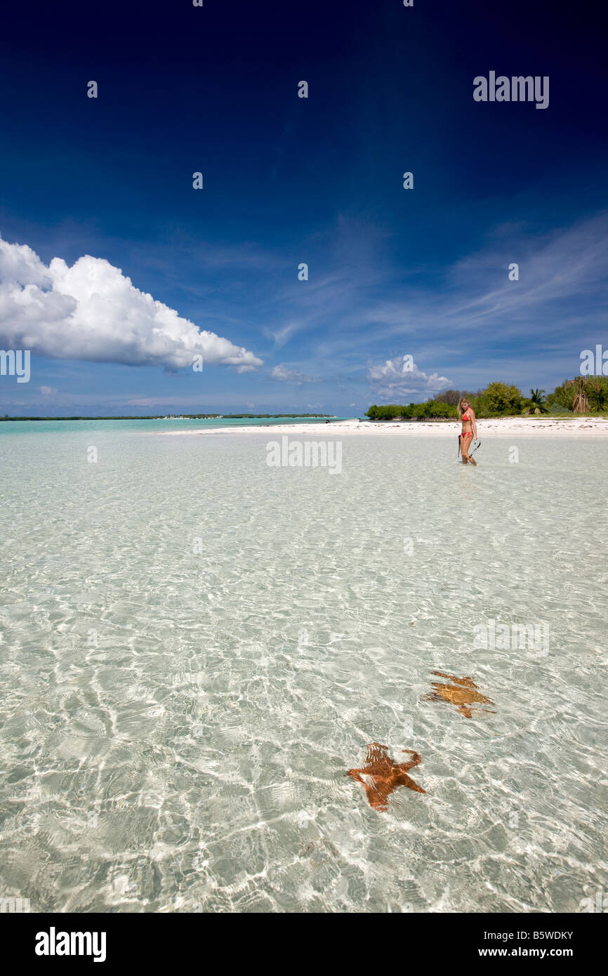 Snorkeler and Sea star (Oreaster reticulatus Stock Photo - Alamy
