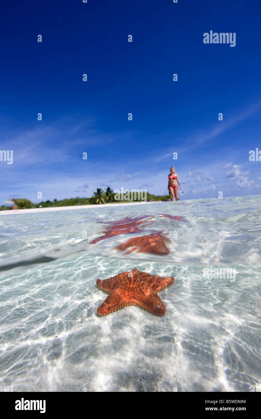 Snorkeler and Sea star (Oreaster reticulatus Stock Photo - Alamy