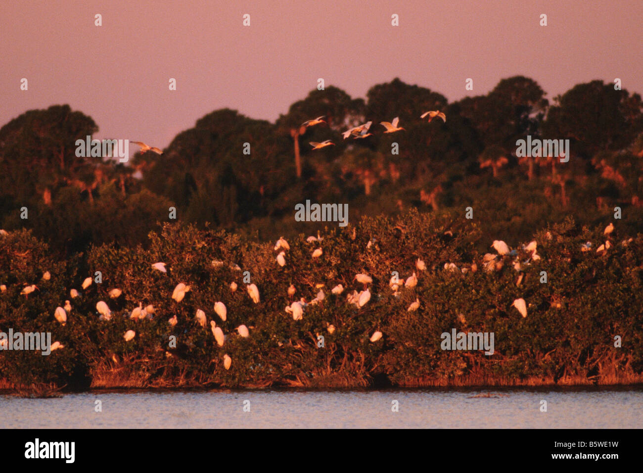 Birds flying to evening roost Stock Photo - Alamy