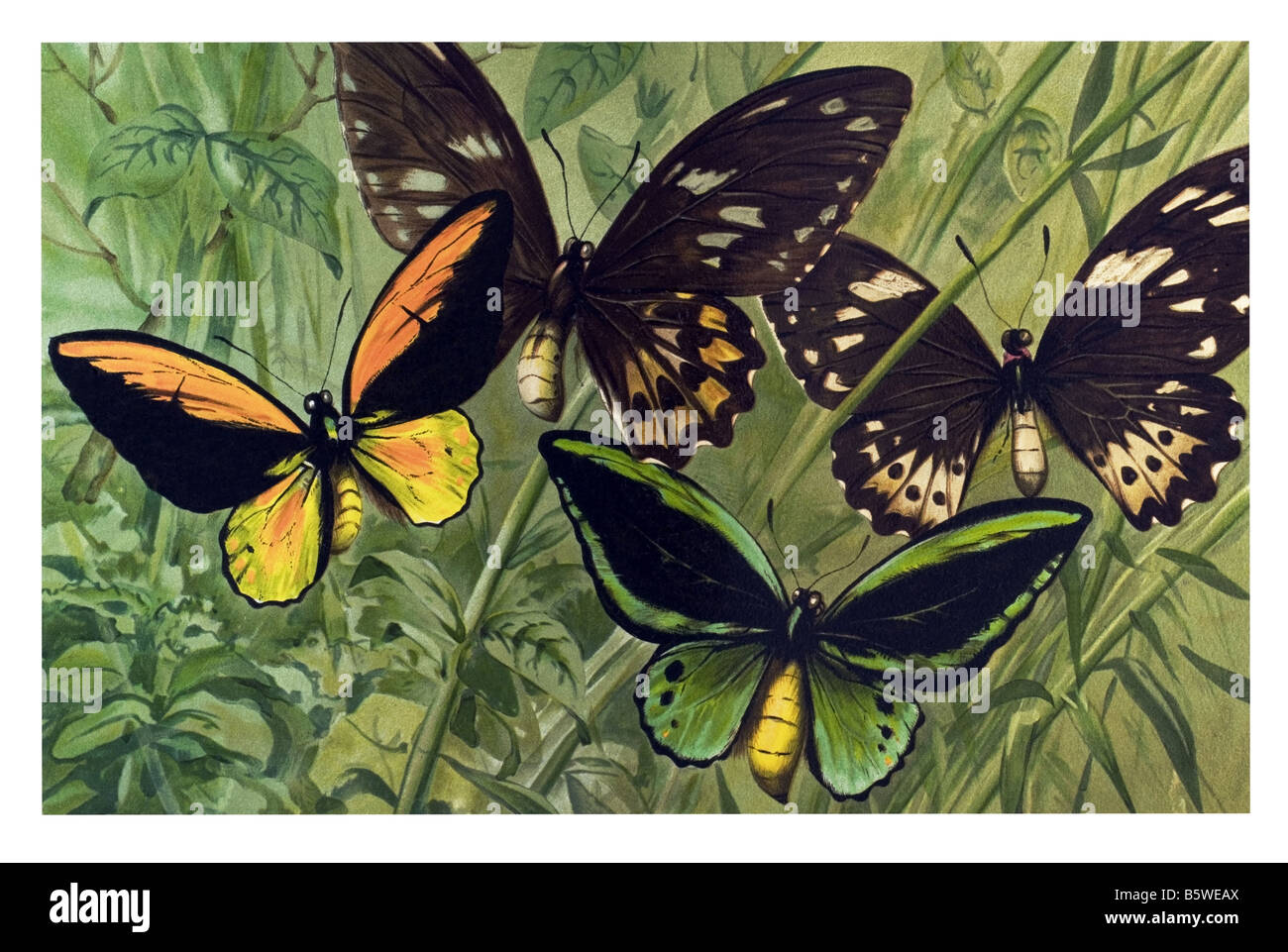 Golden birdwing butterfly hi-res stock photography and images - Alamy