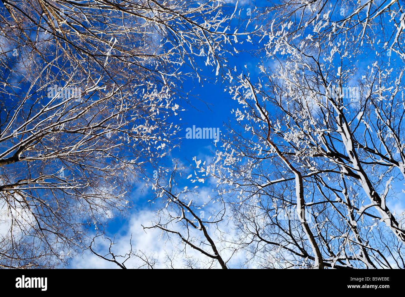 Tree tops covered with snow hi-res stock photography and images - Alamy
