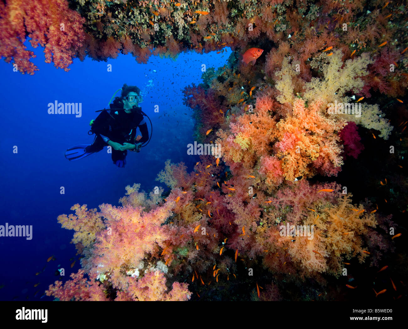 Typical Coral Reef Scene, Red Sea Stock Photo - Alamy