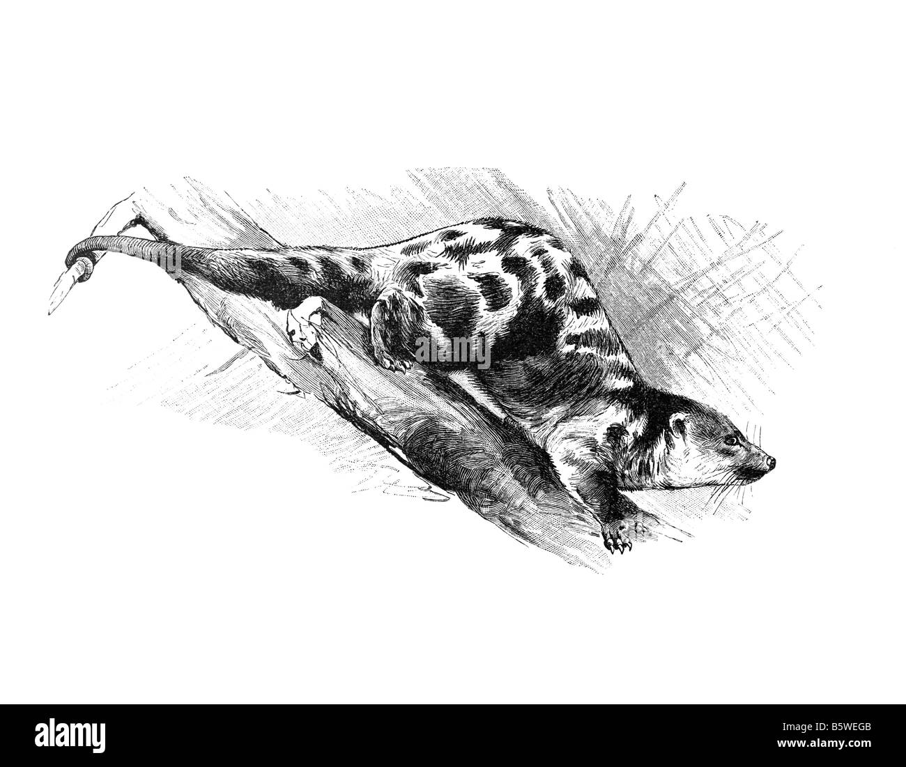 Black spotted cuscus hi-res stock photography and images - Alamy