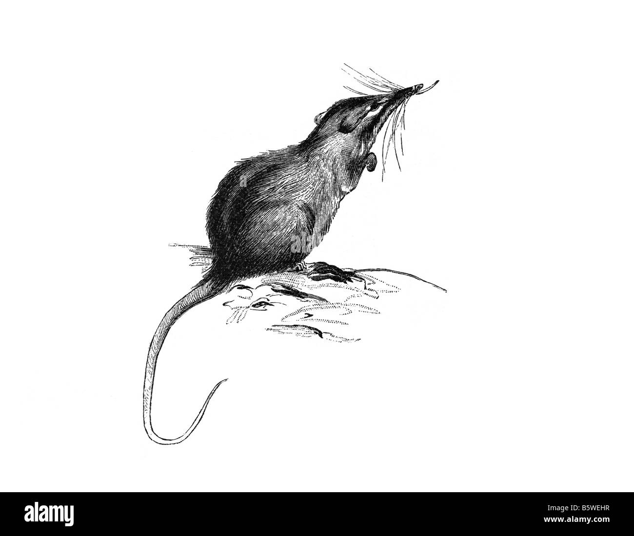 Honey Possum (Tarsipes rostratus), Noolbenger marsupial family ...