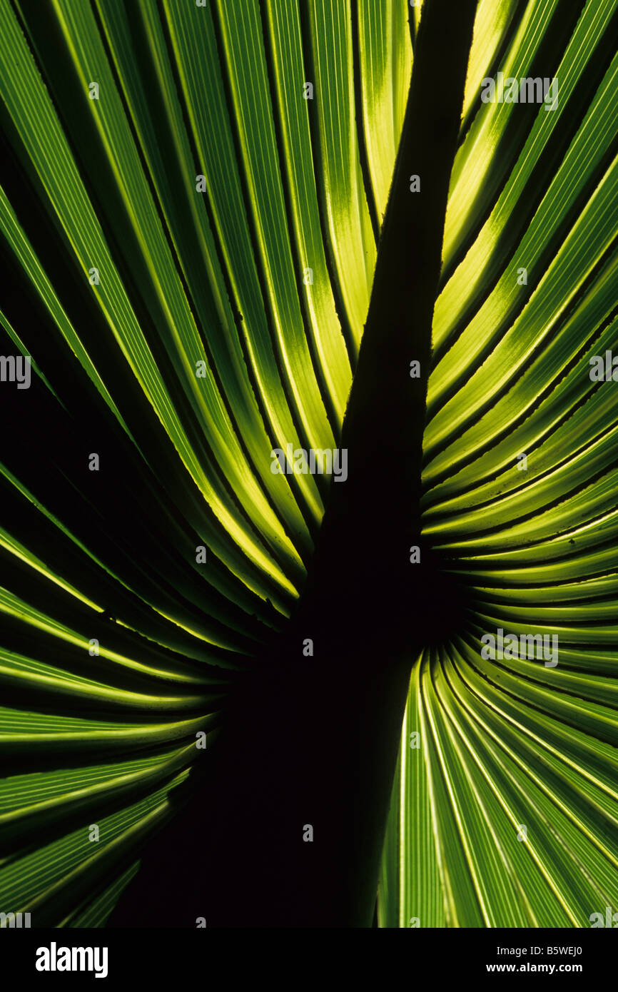 Palmetto palm fronds hi-res stock photography and images - Alamy