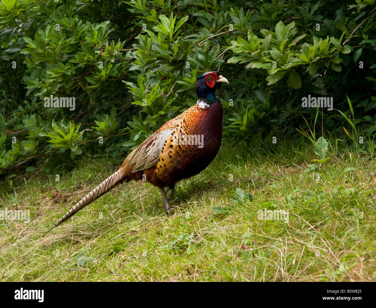 Common Pheasant in green foliage Stock Photo - Alamy