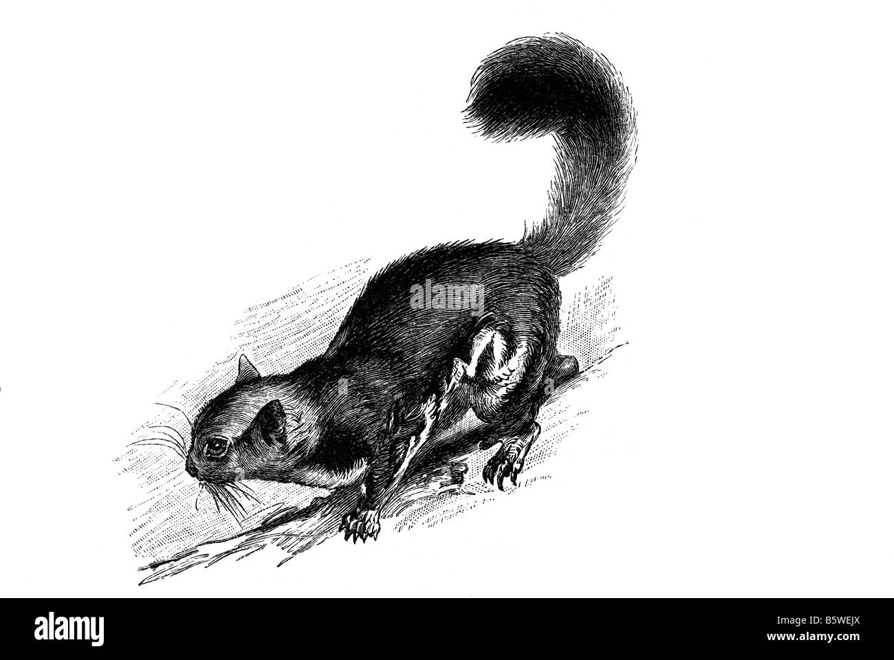 Sugar Glider (Petaurus ariel), Petaurus arboreal marsupial Stock Photo ...