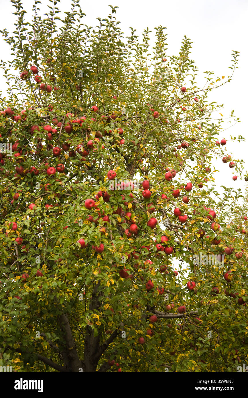 Apple tree autumn hi-res stock photography and images - Alamy