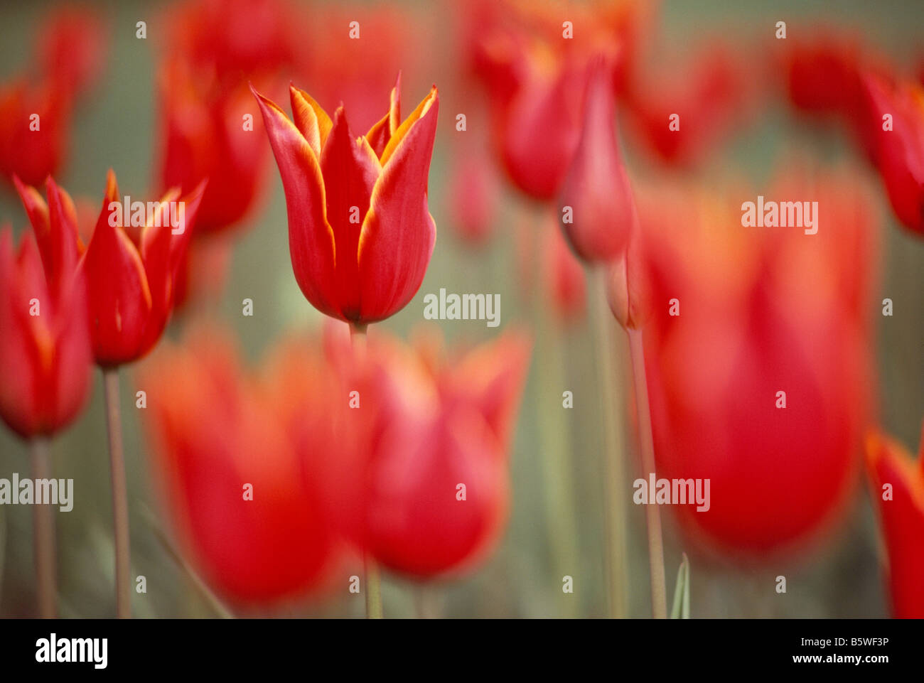 Exceptional flower bloom hi-res stock photography and images - Alamy