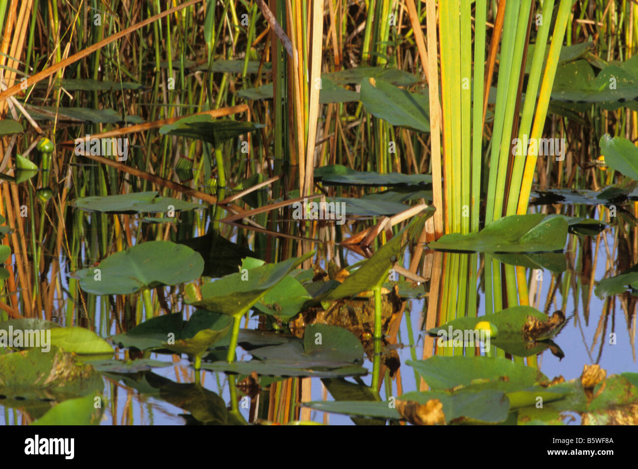 Marsh plants hi-res stock photography and images - Alamy