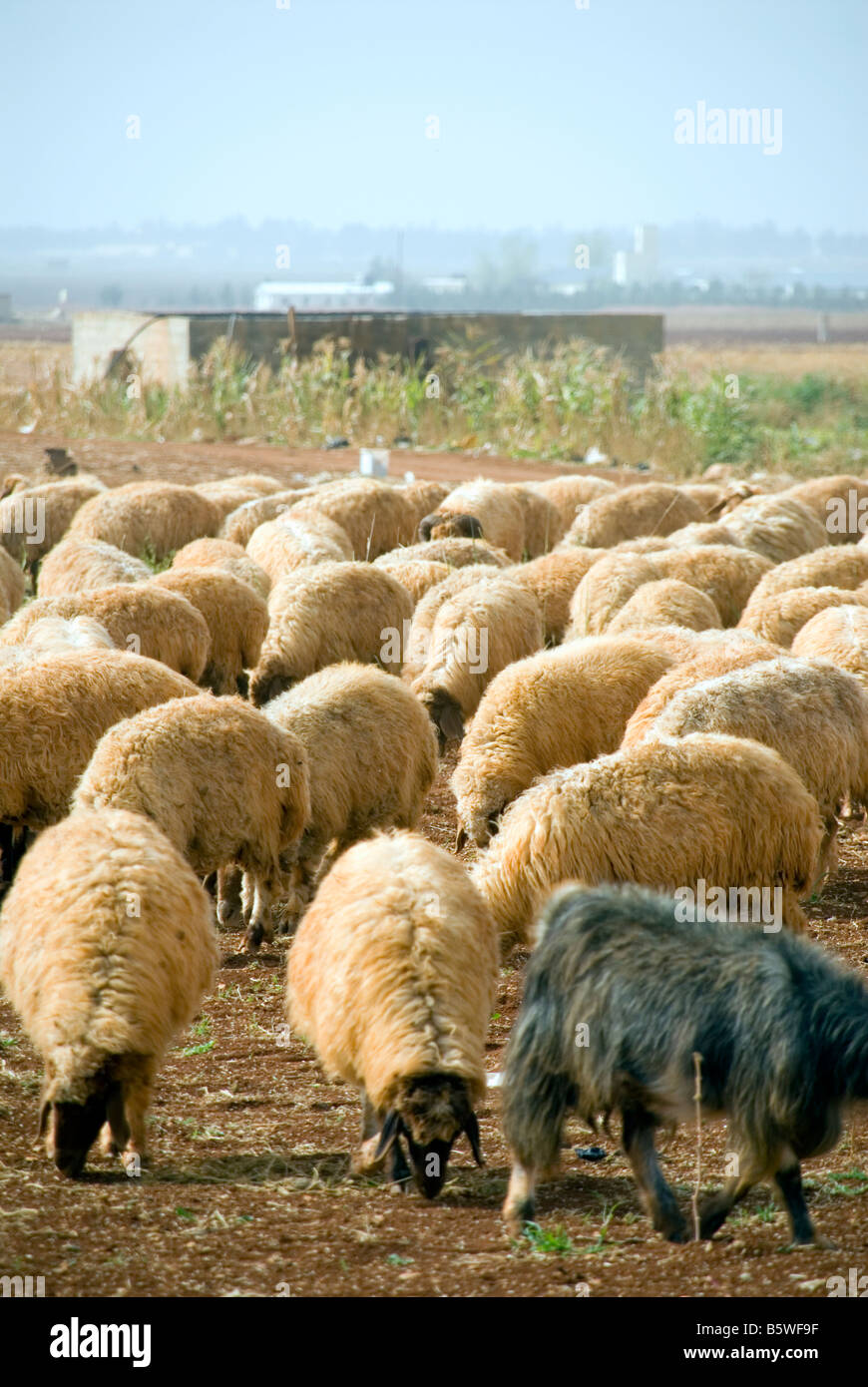 Sheep bred wool hi-res stock photography and images - Alamy