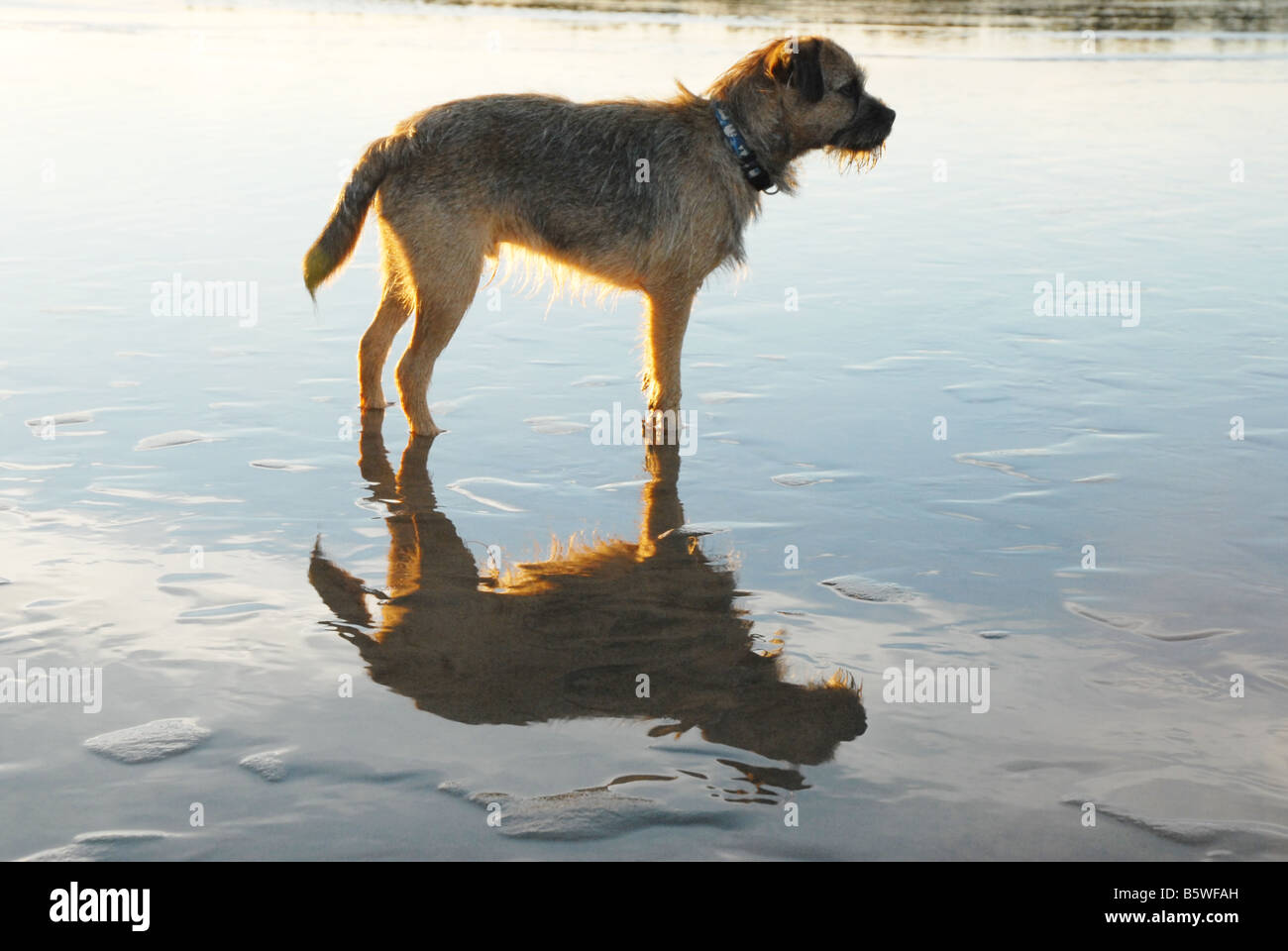 Terrier outline hi-res stock photography and images - Alamy