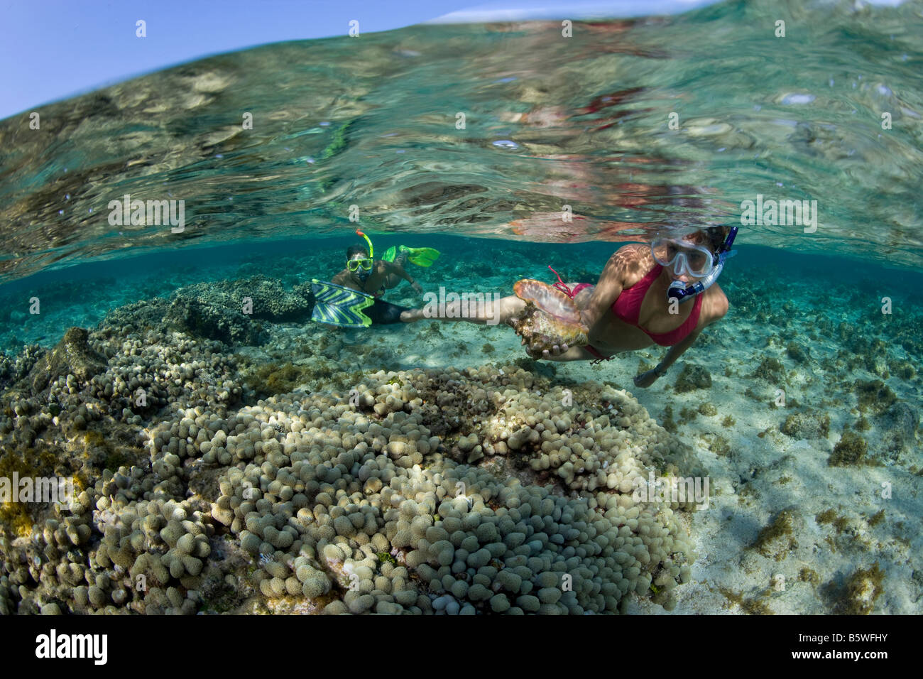 Queen conch underwater hi-res stock photography and images - Alamy