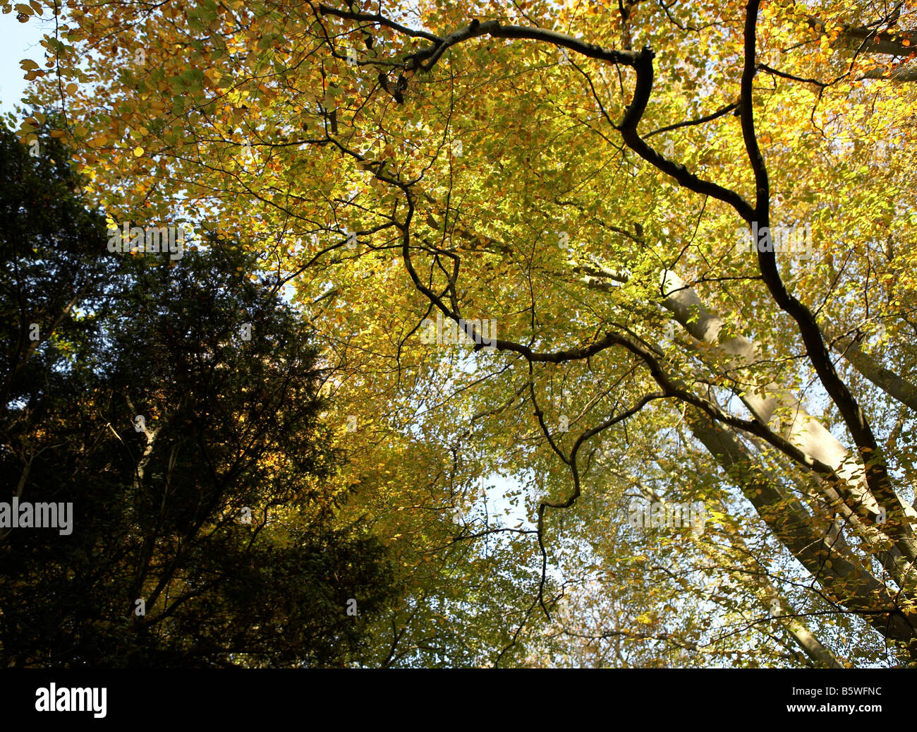 Surrey trees hi-res stock photography and images - Alamy