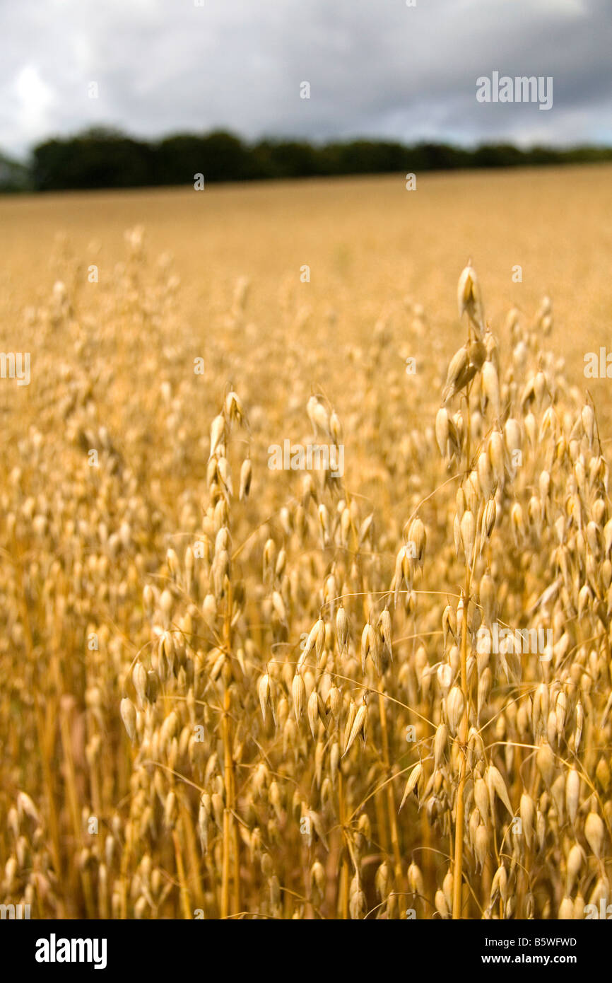 Field of ripe oats in the Cotswolds of West Central England Stock Photo ...