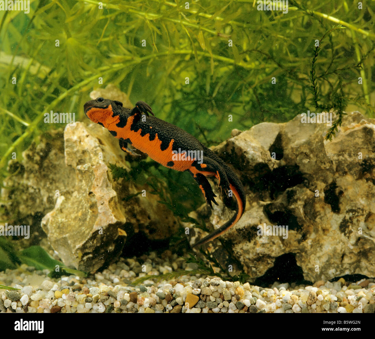 Japanese Fire Belly Newt in water / Cynops pyrrhogaster Stock Photo - Alamy