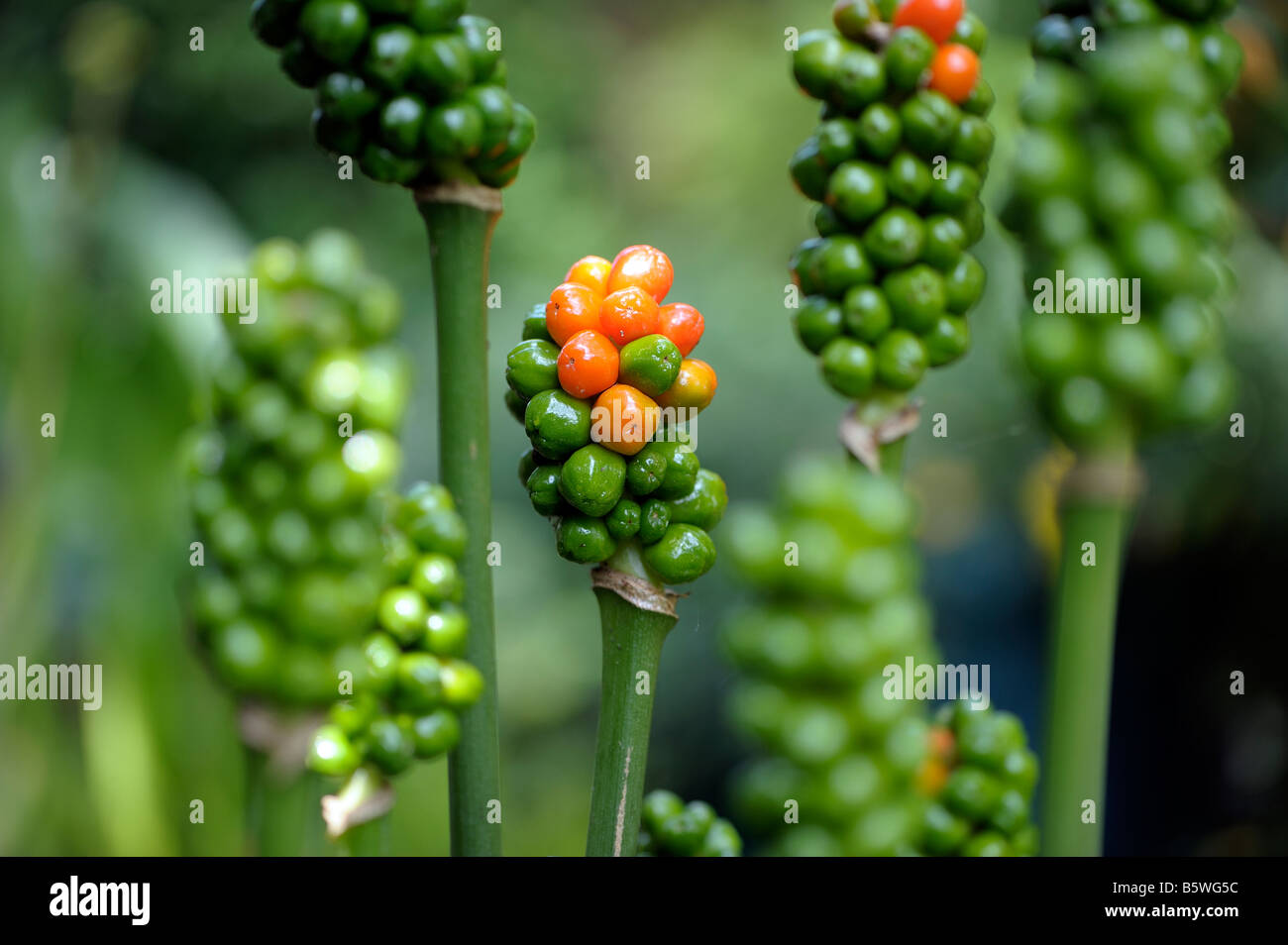 Cuckoo Pint also known as Lords and ladies Berries red and green Stock ...