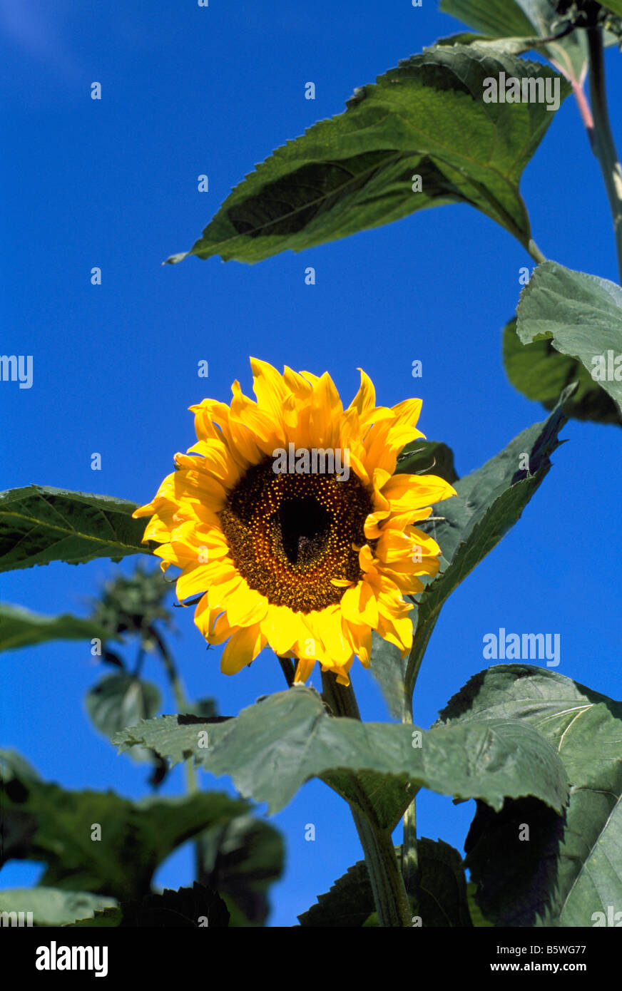 A Large Sunflower in Bloom Stock Photo - Alamy