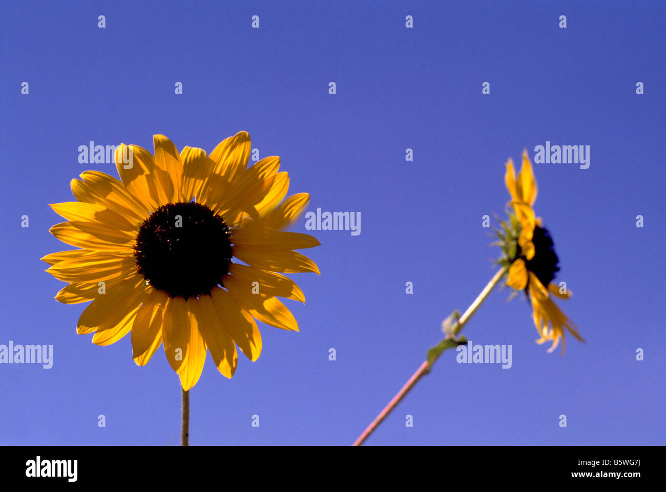Two large stem hi-res stock photography and images - Alamy
