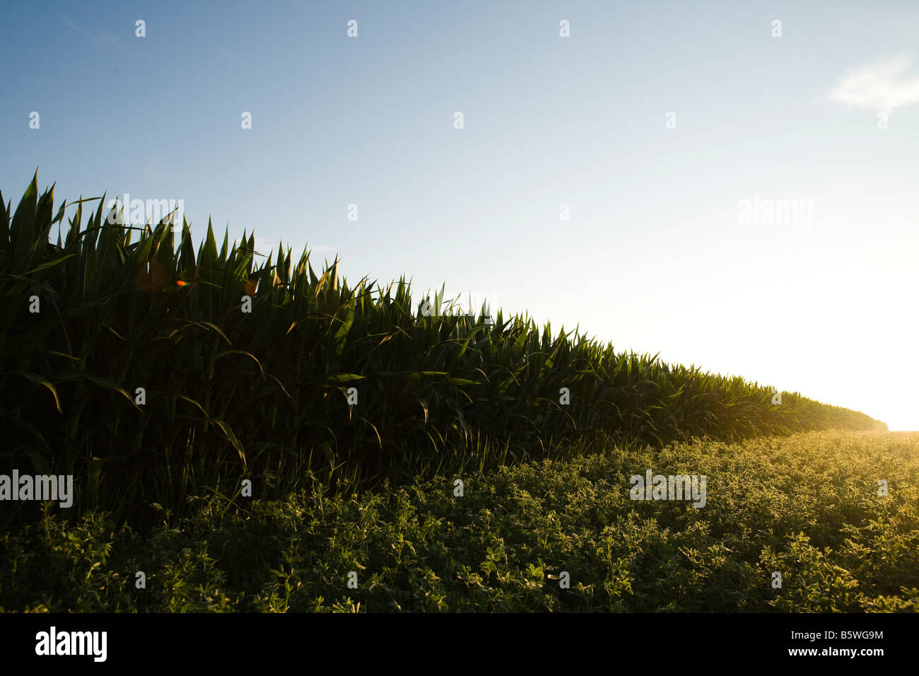 Cornfield at dawn Stock Photo - Alamy