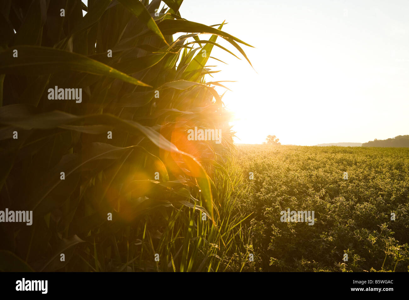 Cornfield at dawn Stock Photo - Alamy