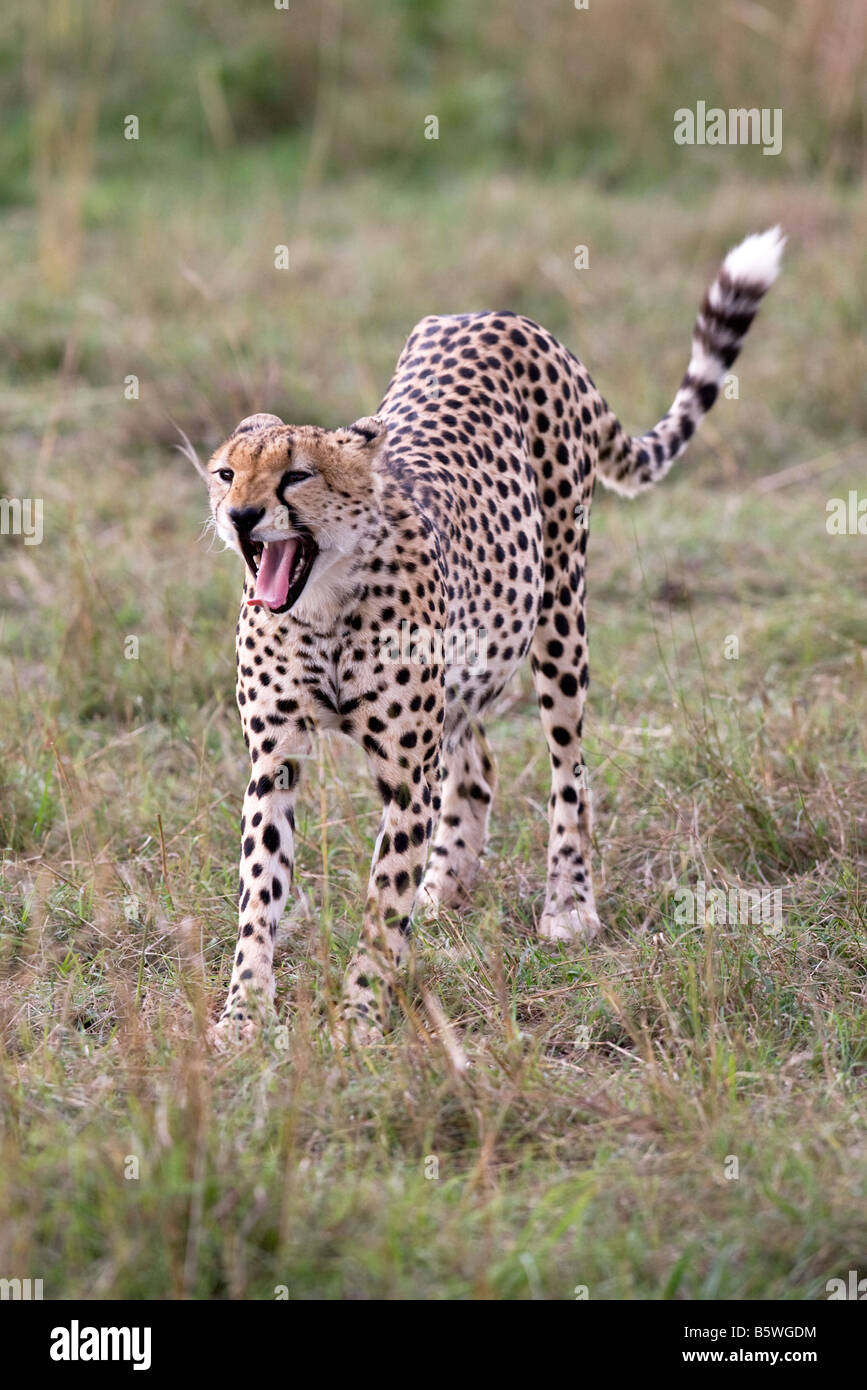 cheetah showing aggresion Stock Photo - Alamy