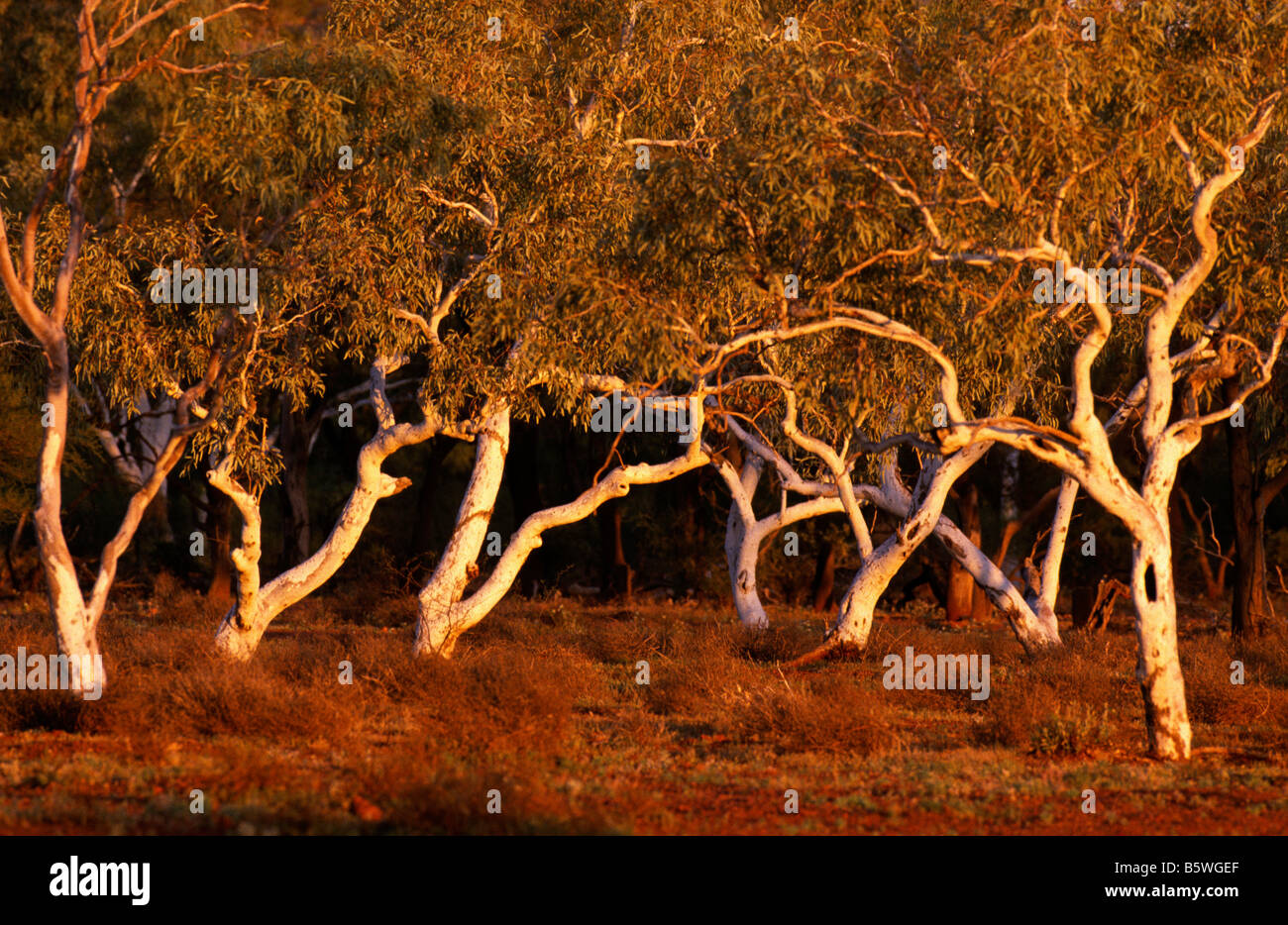 Pilbara scene, outback Australia Stock Photo - Alamy