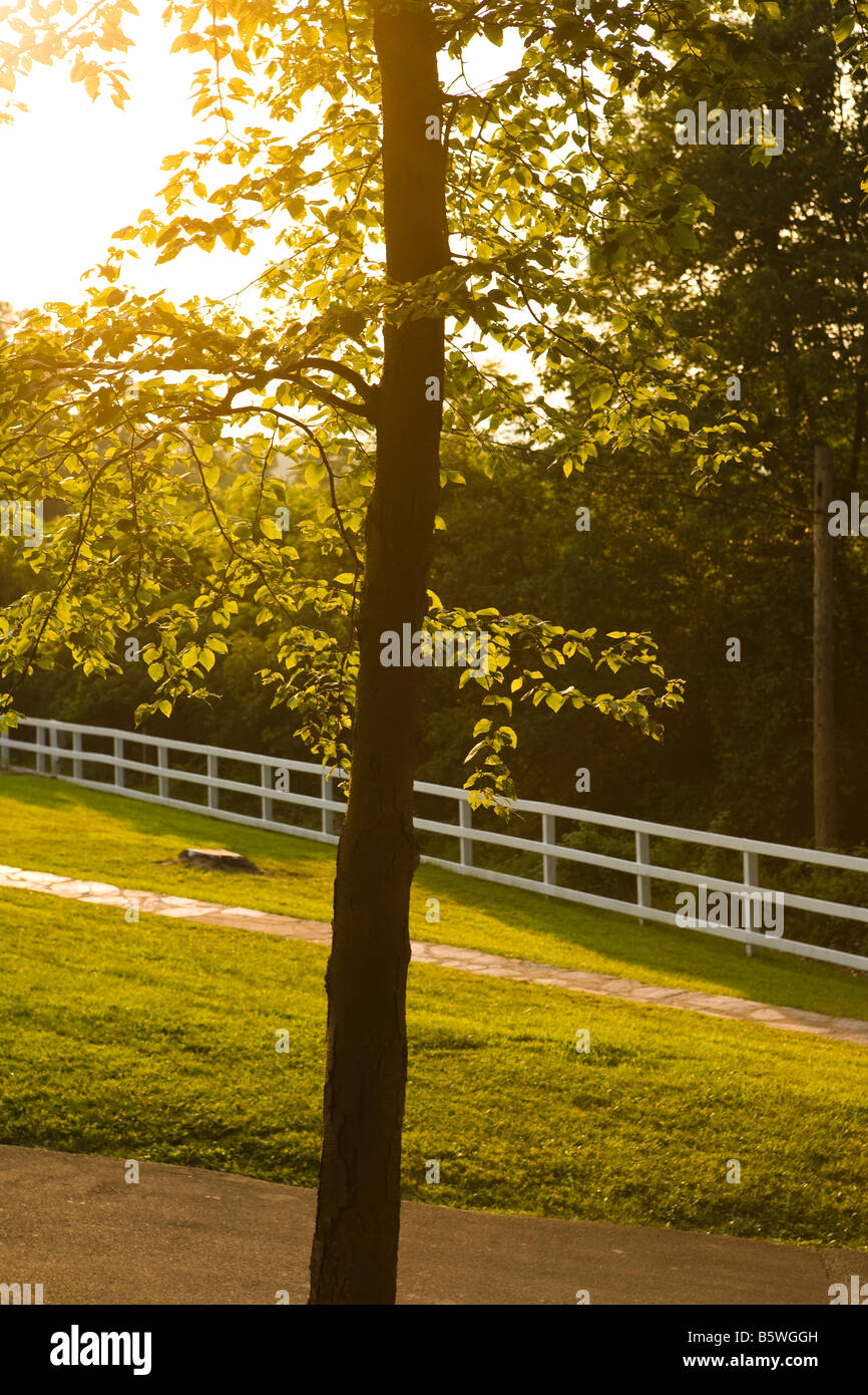 A tree backlit by a sunset Stock Photo - Alamy