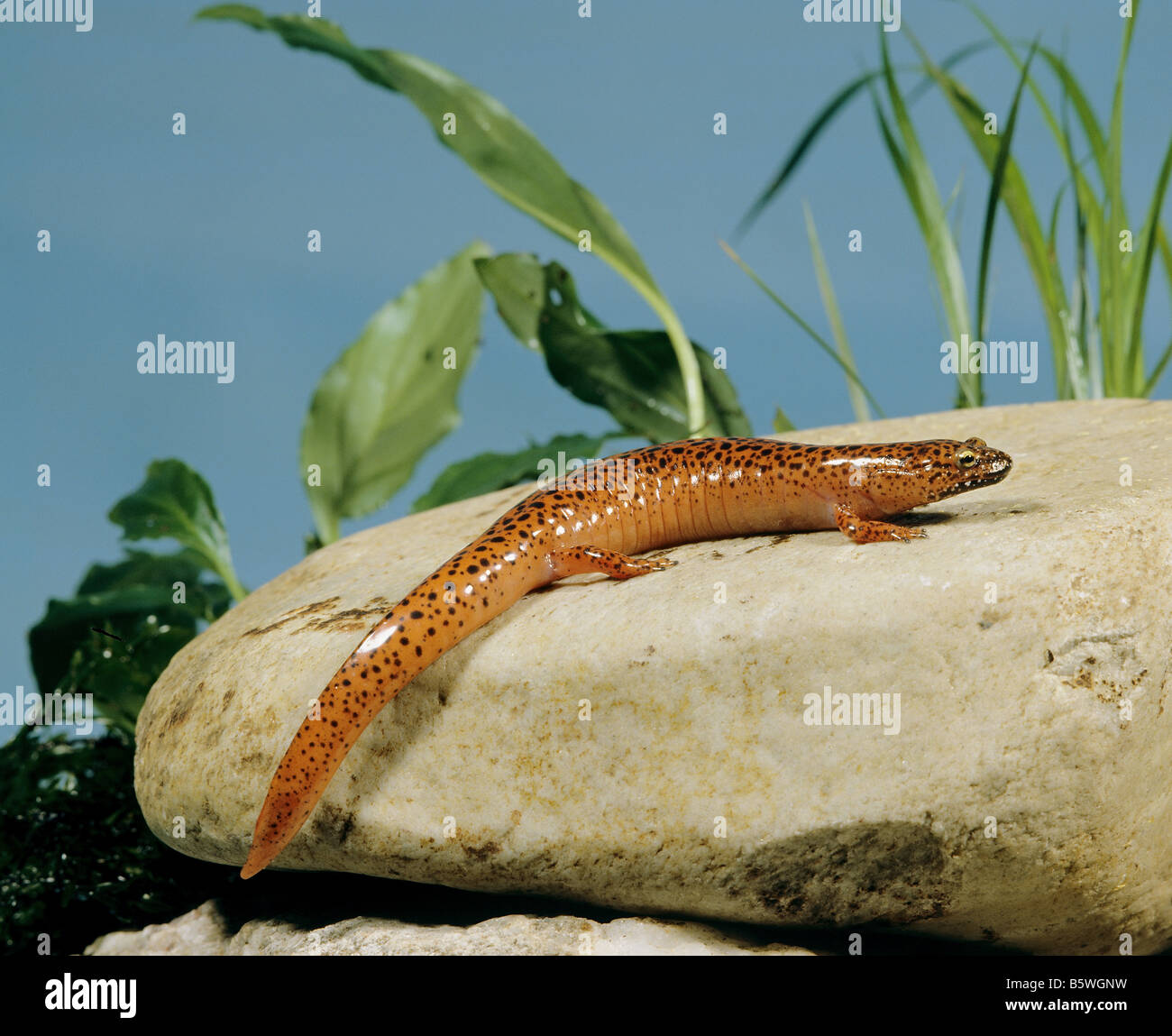 Red Salamander (Pseudotriton ruber), native to the South-Eastern United ...