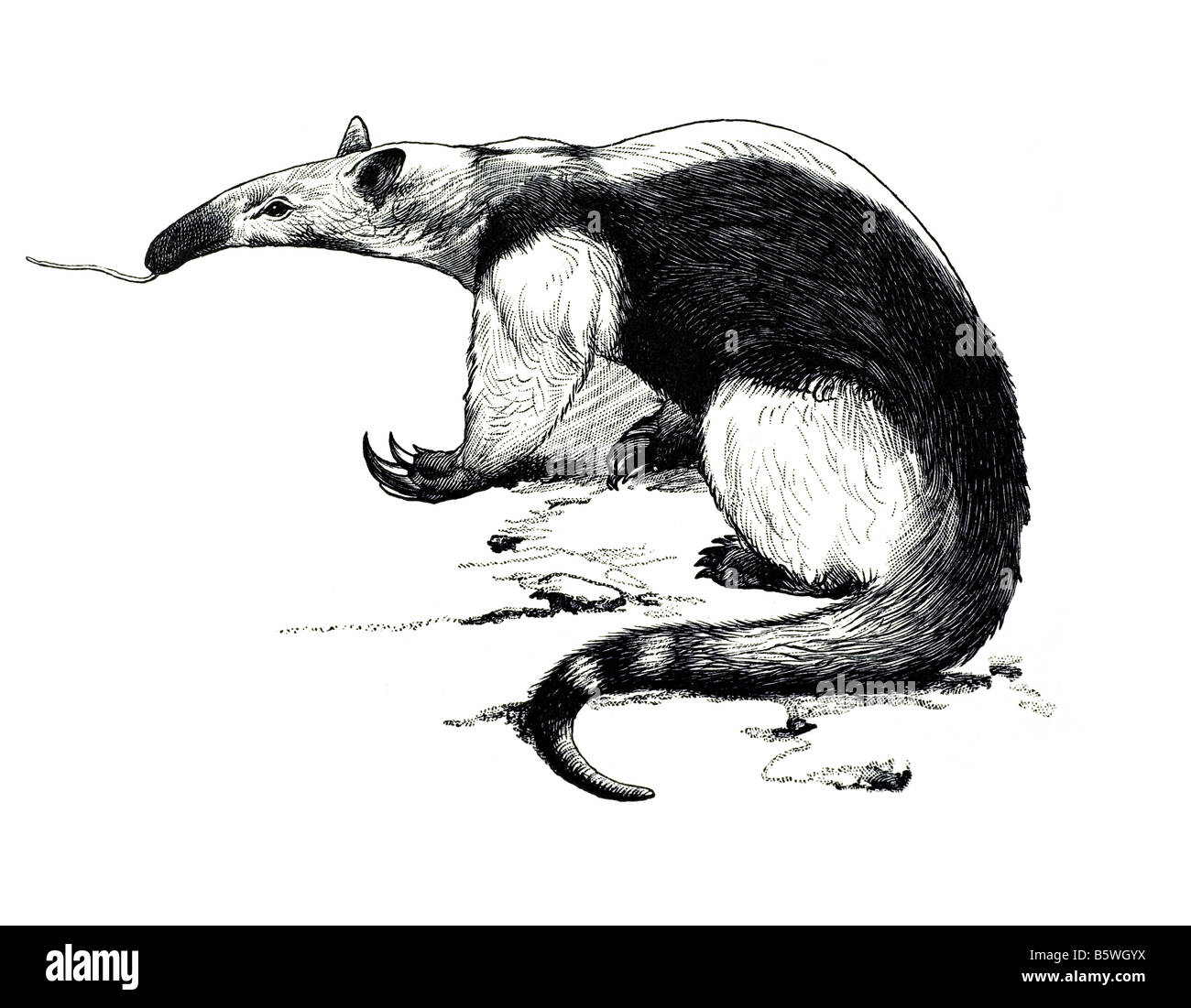 Tamandua, genus anteaters family Myrmecophagidae Stock Photo - Alamy