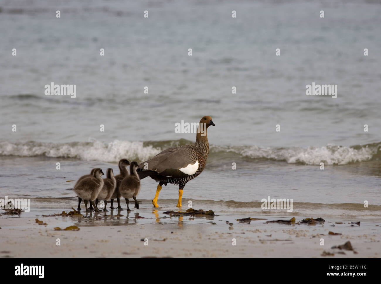 Female Upland Goose (Chloephaga picta leucoptera) with Goslings,Carcass ...