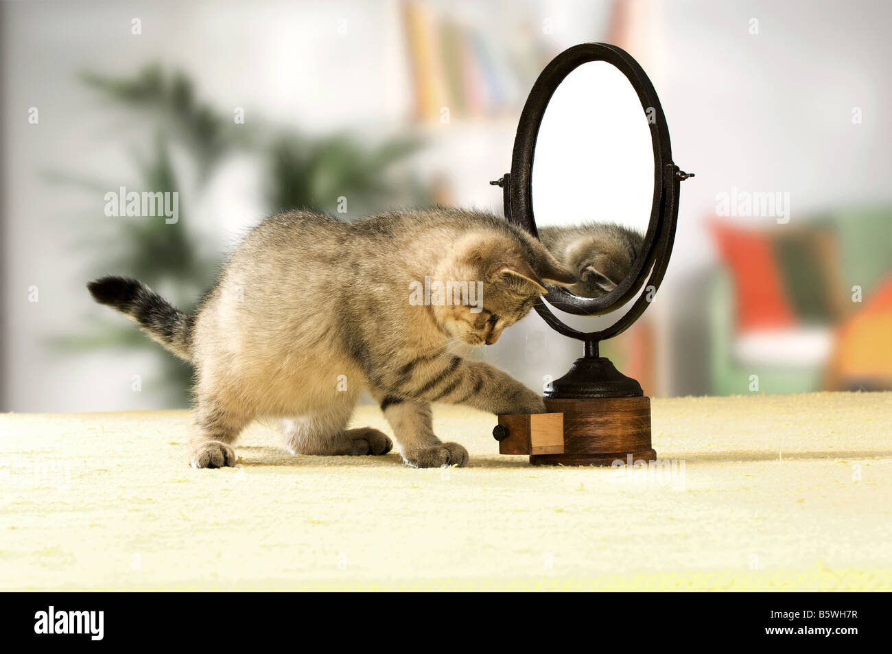 Mirror cat hi-res stock photography and images - Alamy