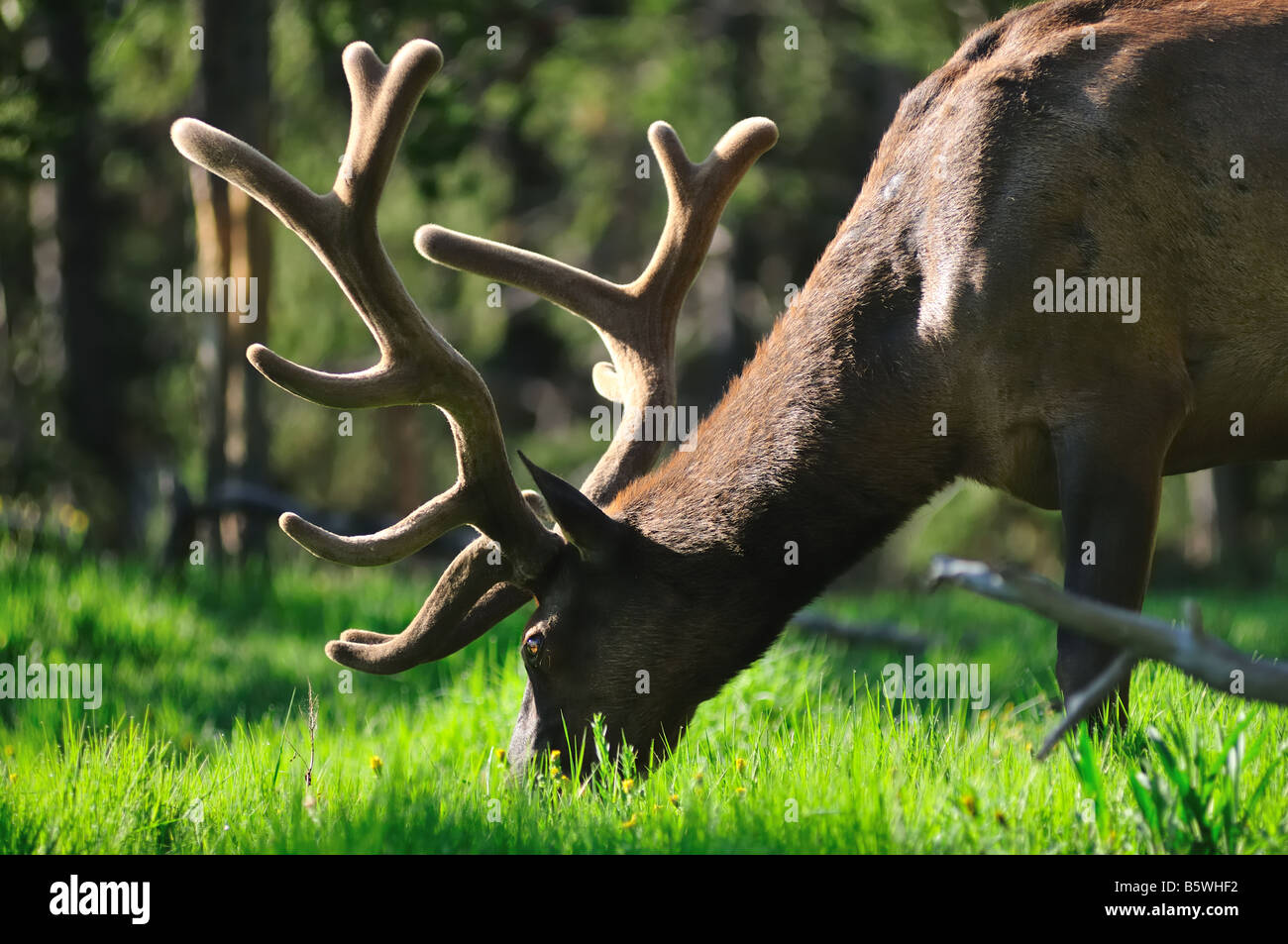 Bull elk with velvet rack hi-res stock photography and images - Alamy