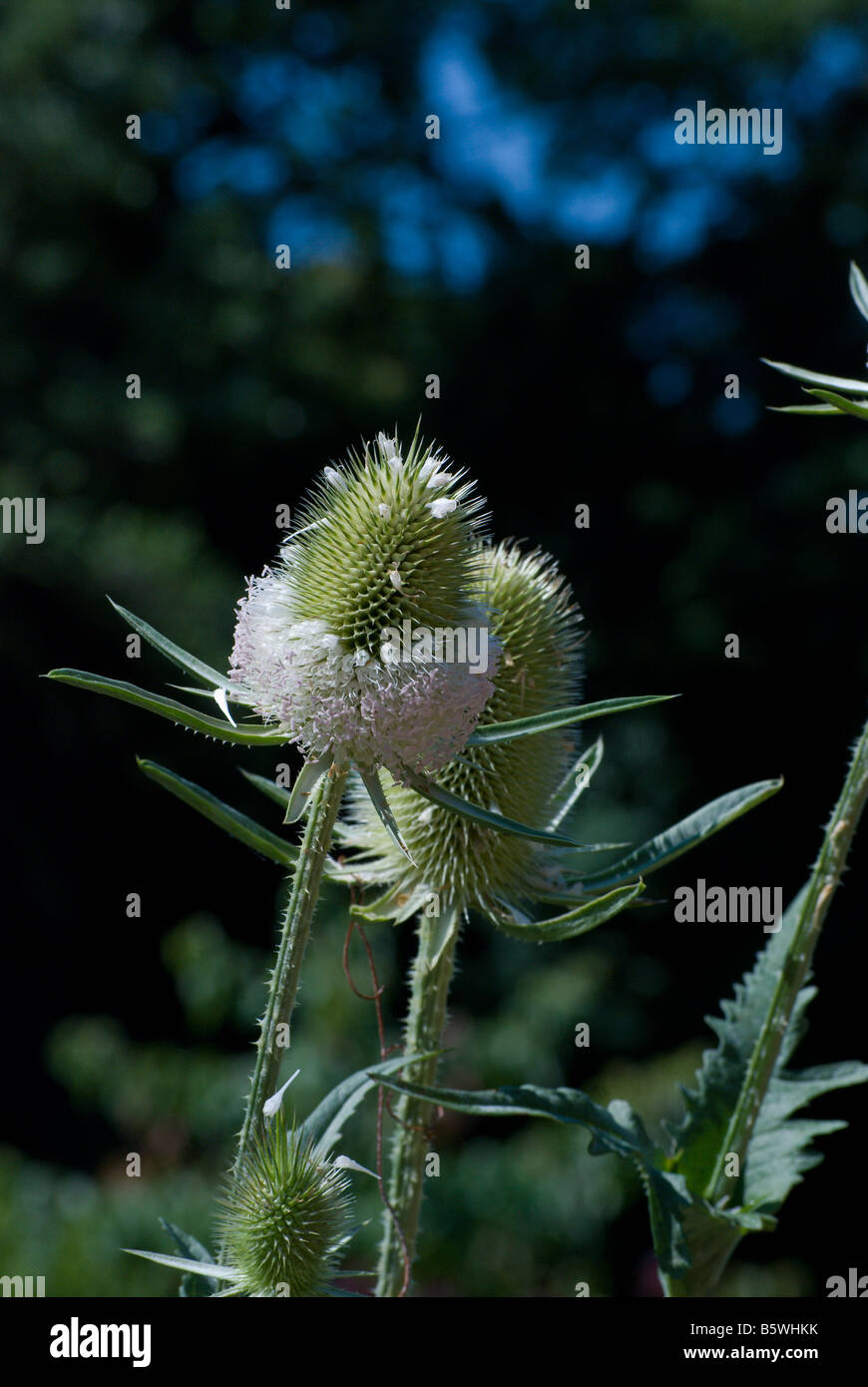 Dipsacus dipsacaceae hi-res stock photography and images - Alamy