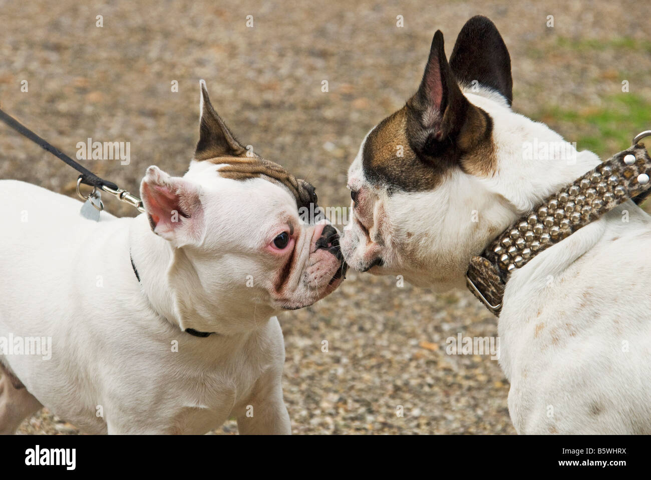 two French Bulldogs - sniffling one each other Stock Photo - Alamy