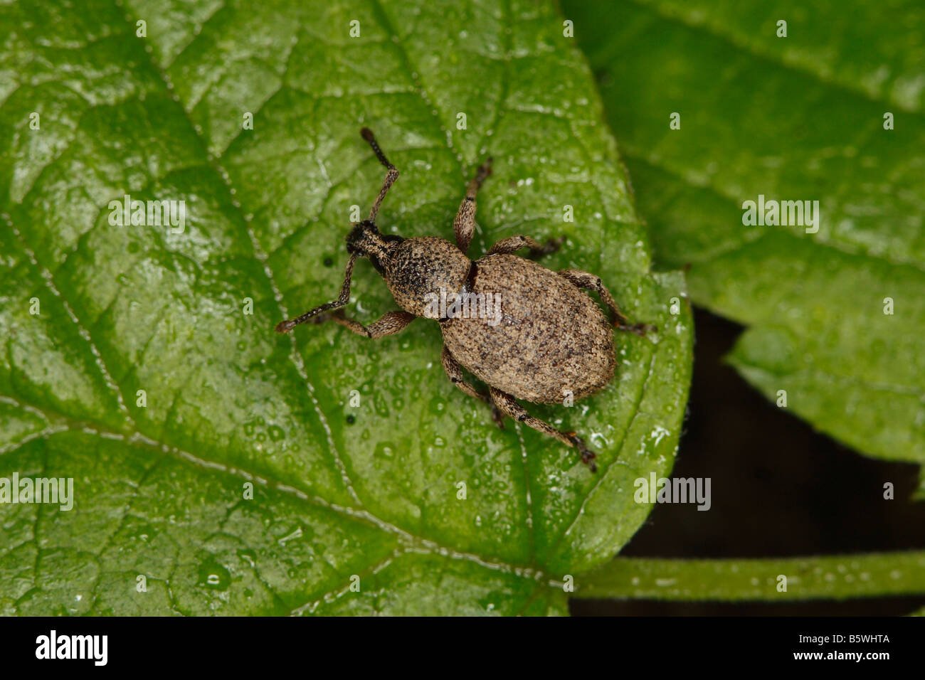 RASPBERRY WEEVIL Otiorhynchus singularis ON RASPBERRY LEAF TOP VIEW ...
