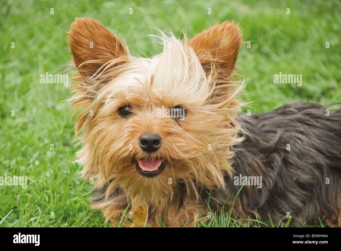 Close up yorkshire terriers hi-res stock photography and images - Alamy