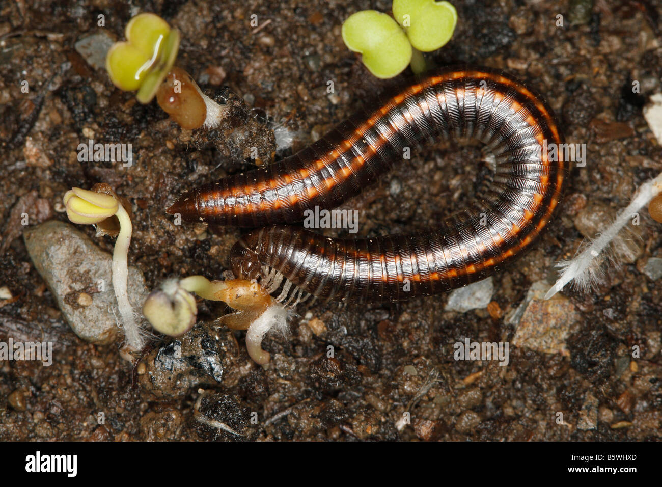 Millipede feeding hi-res stock photography and images - Alamy