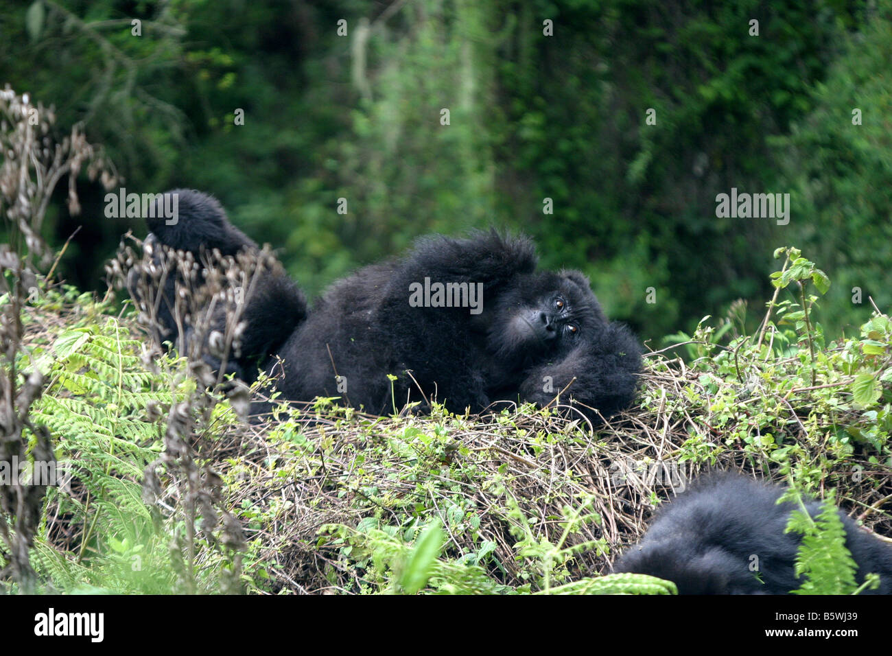 The Mountain Gorillas of Rwanda Stock Photo - Alamy