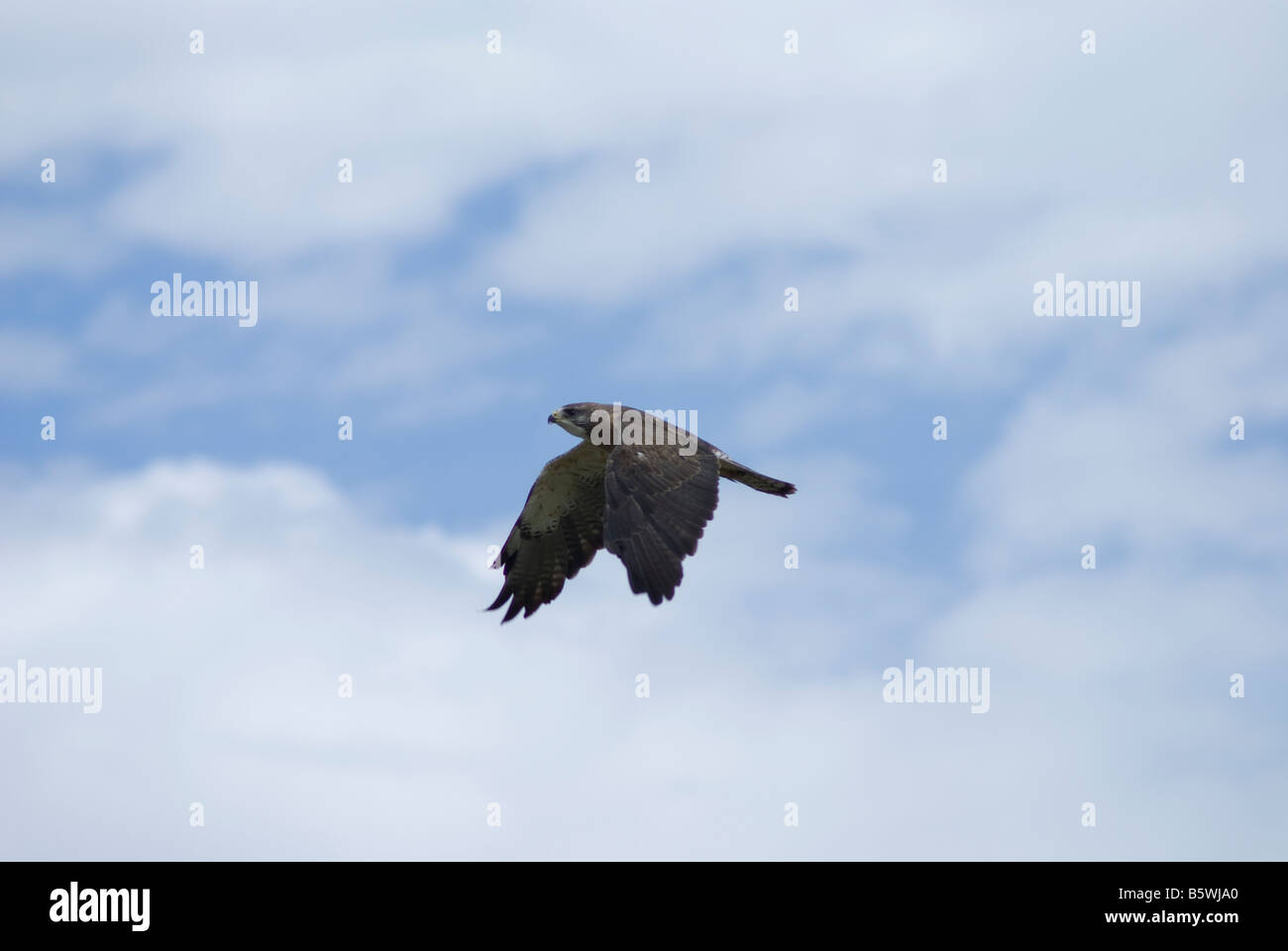 Bird of prey, raptor in flight Stock Photo - Alamy